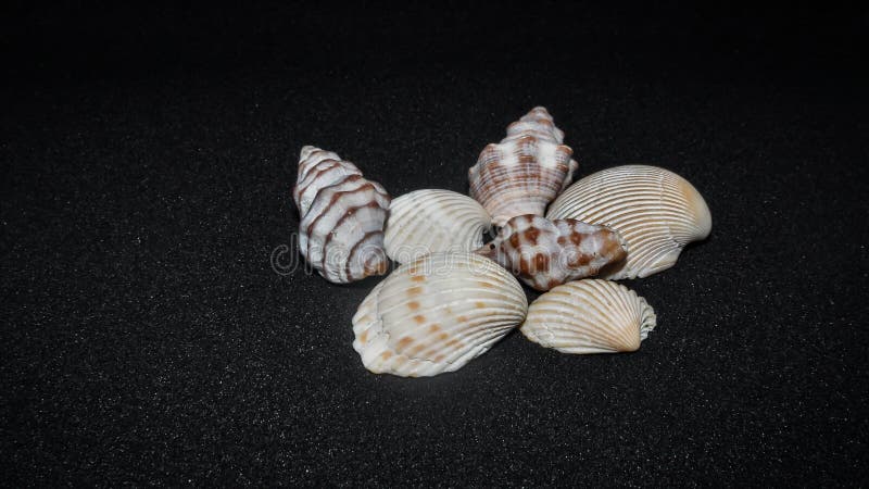 Shells Photo with Plain Background and Shell Picked from Beach Stock ...