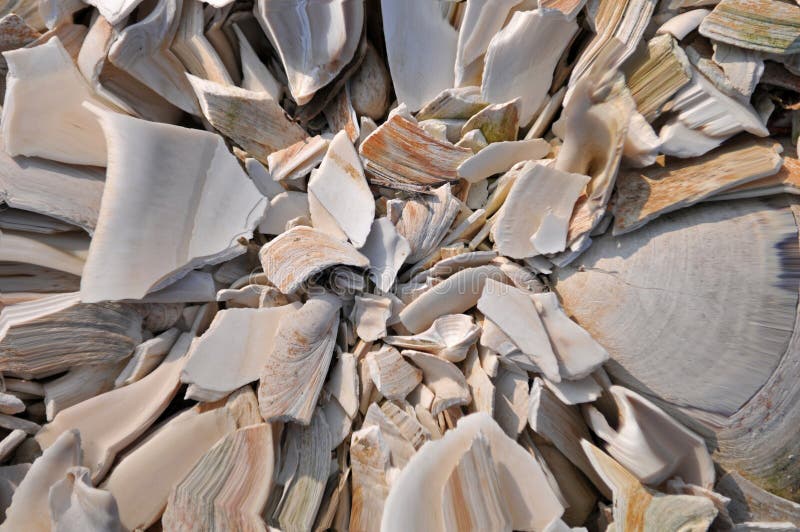 Shells in a Pinch for Background. Stock Image - Image of natural ...