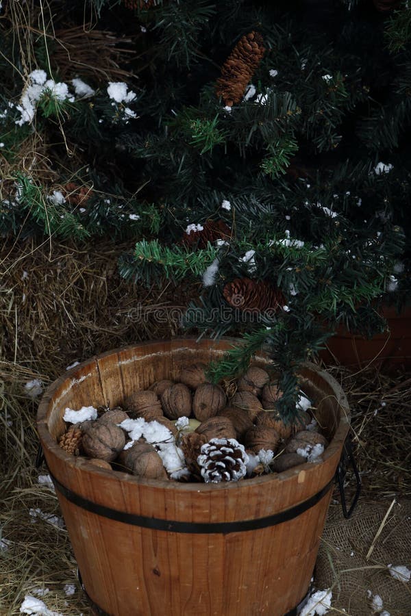 The Shells with Pine Cones and Nuts Under Snow-covered Firs Stock Image ...