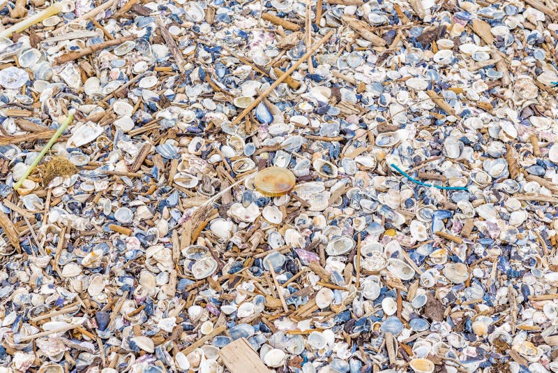 Shells and plastic cap stock image. Image of white, natural - 73084885