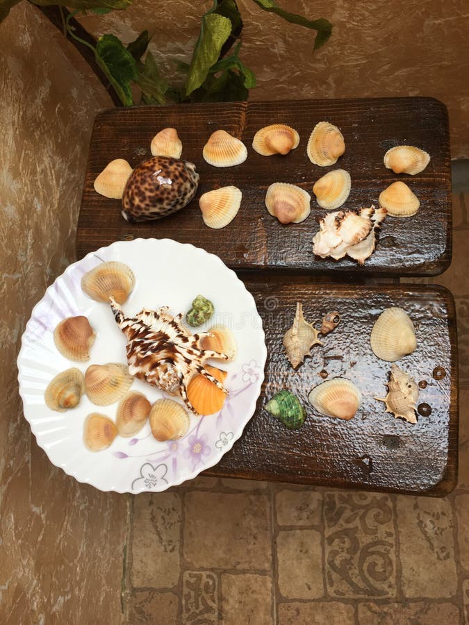 Shells on a plate stock photo. Image of ð¼oð»ð»ñžcðºð¸ - 184433278