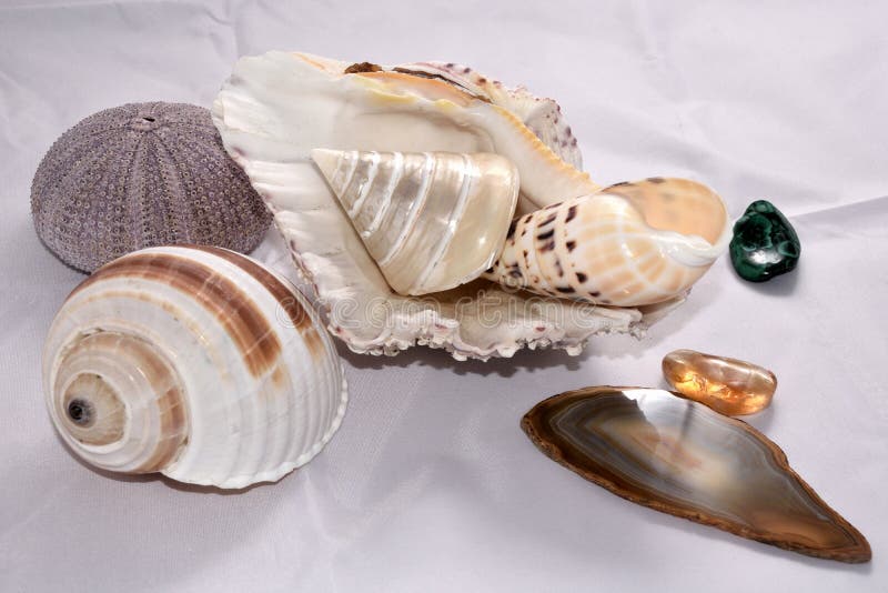 Shells and precious stones stock photo. Image of conchiglie - 91110242