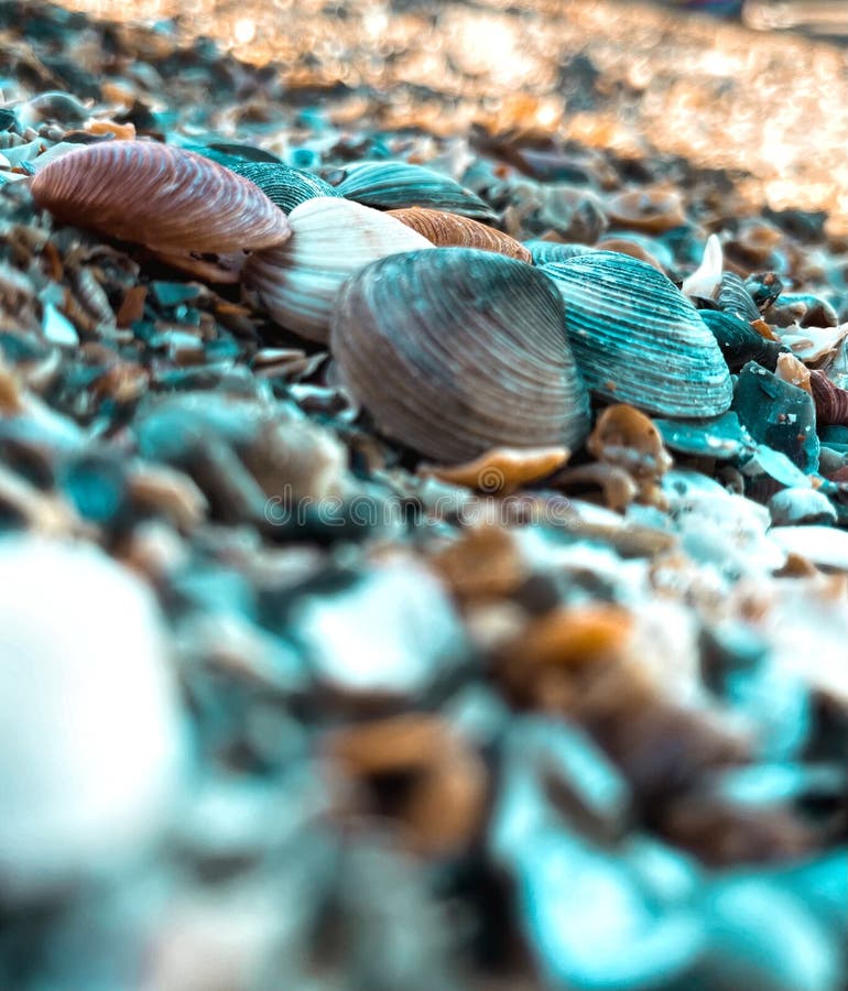 1,009 Shell Carpet Stock Photos - Free & Royalty-Free Stock Photos from ...