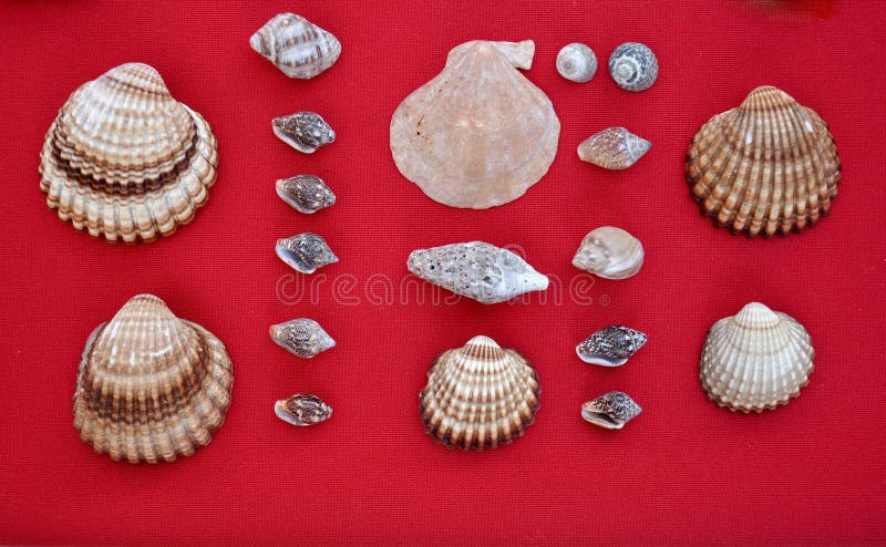 Shells on red cloth stock image. Image of nature, beach - 69571505