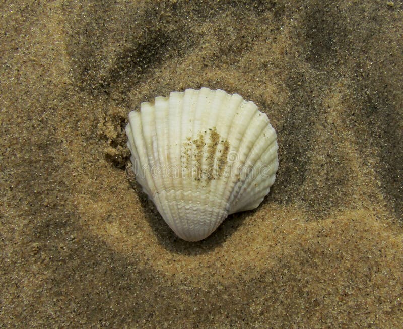 Shells on Red Colour Sand on Sea Stock Image - Image of wood, fish ...