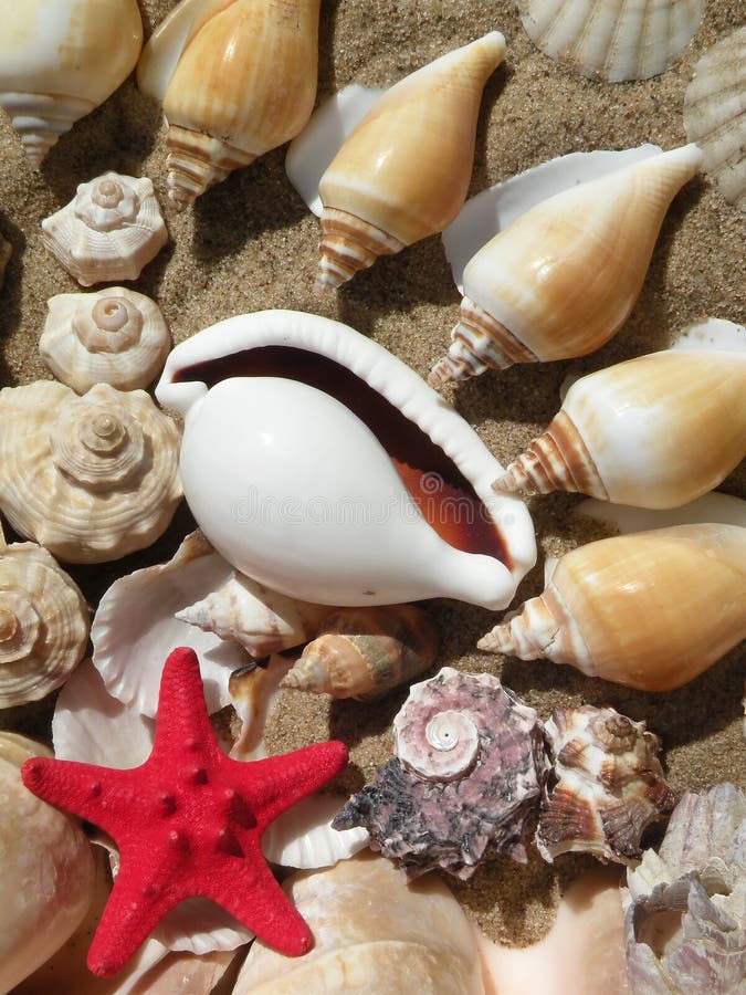 Shells and red star stock image. Image of send, water - 10909287