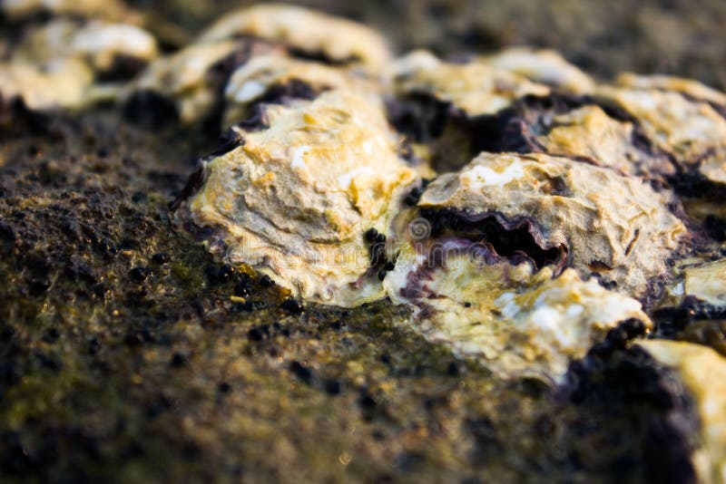 Shells on the reef stock photo. Image of sawarna, coral - 62028670