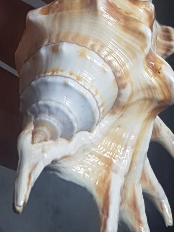 Shells relief white 2 stock photo. Image of wood, sculpture - 210595522