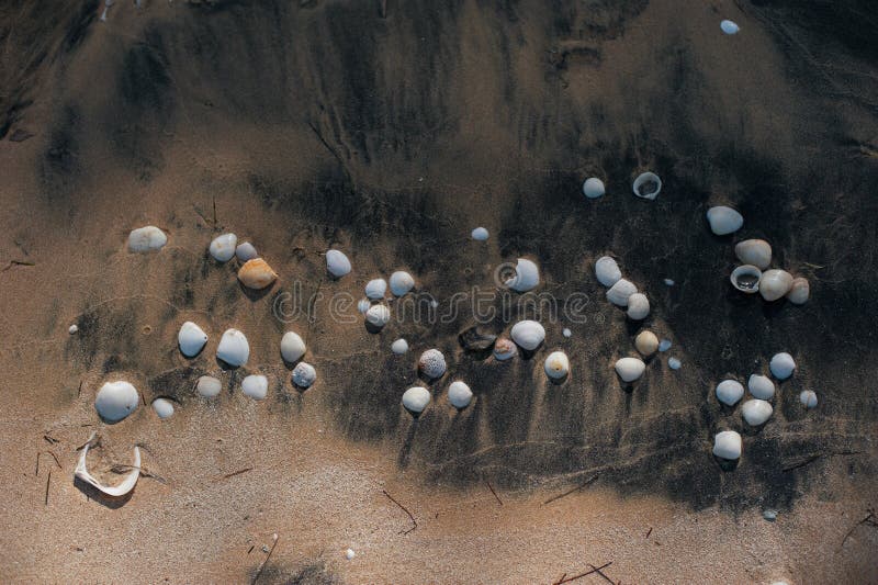 Shells that Remained in the Sand after Low Tide Stock Photo - Image of ...