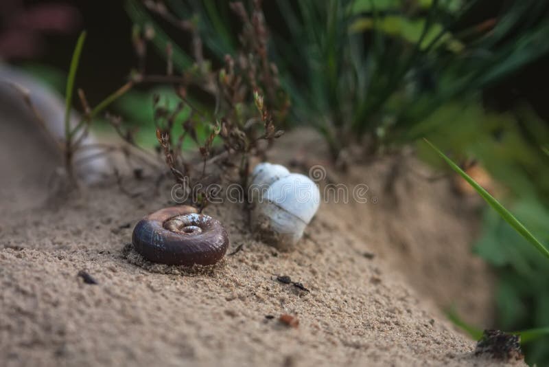 Shells on the river bank stock photo. Image of mollusk - 190044846