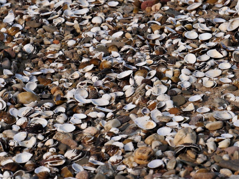 Shells of River Mussels, Small Pebbles and Sand on the Beach of a River ...