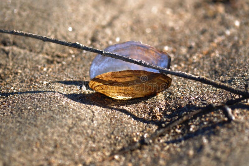 Shells from river stock image. Image of water, background - 108908029