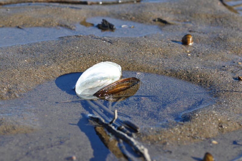 Shells on the river water stock image. Image of light - 106692119