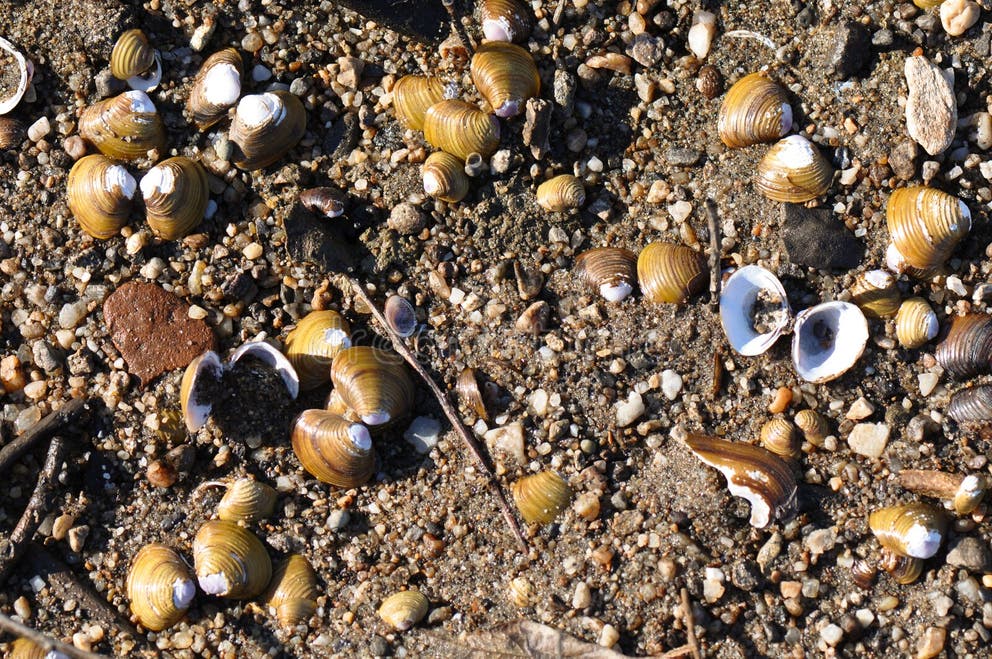 Shells from river stock photo. Image of beach, mollusk - 108913196