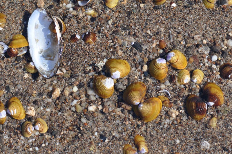 Shells from river stock image. Image of shells, beauty - 108915105