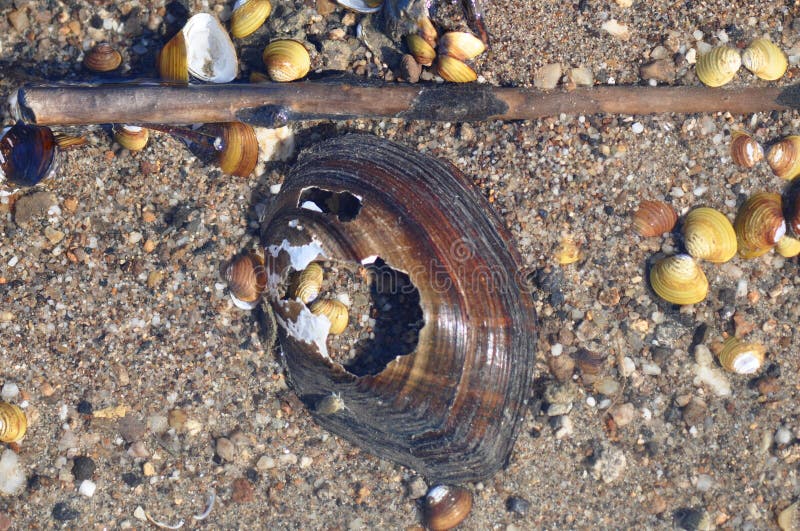 Shells on the river water stock image. Image of light - 106692119