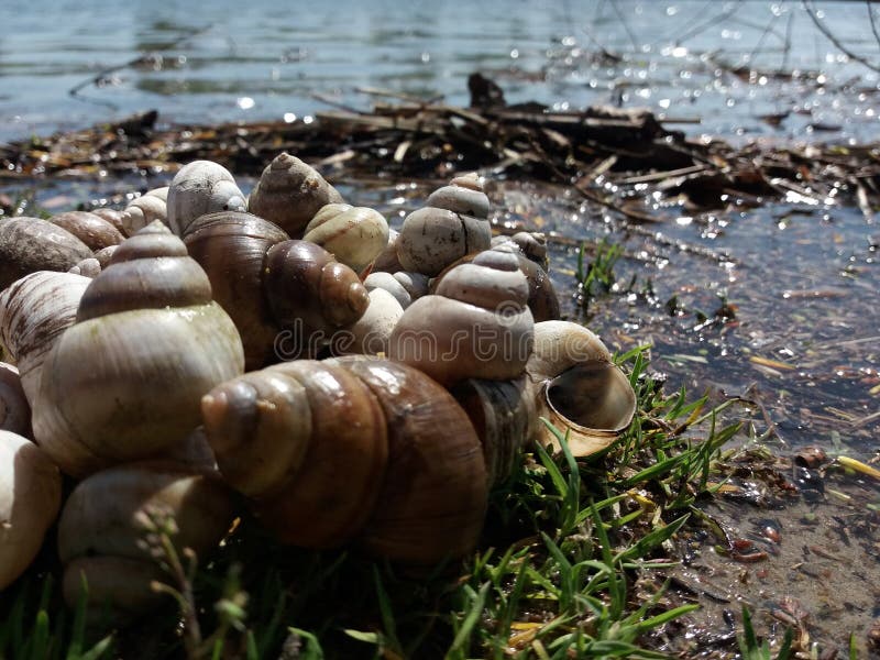 Shells of snails stock photo. Image of summer, shape, conch - 4322220
