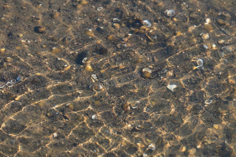 Shells on the river water stock photo. Image of closeup - 106691738
