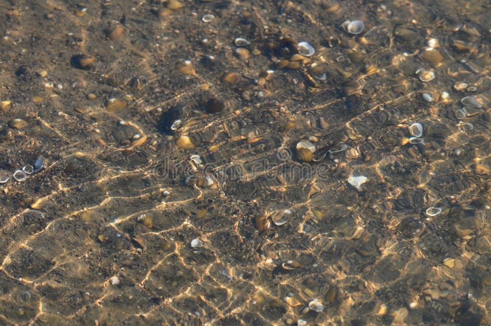 Shells on the river water stock photo. Image of closeup - 106691738
