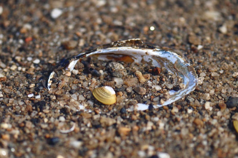 Shells from river stock image. Image of shells, beauty - 108915105