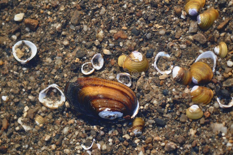 Shells on the river water stock photo. Image of beautiful - 106692074