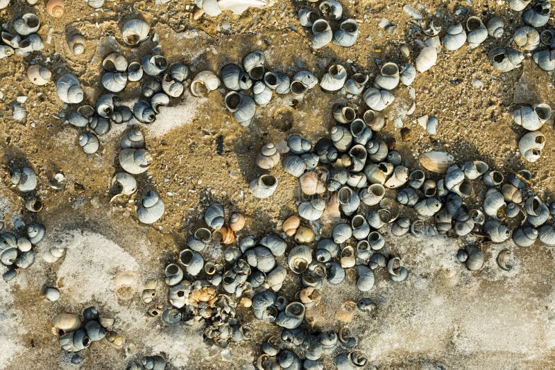 Shells on the Riverside in Winter Time. Stock Image - Image of surf ...