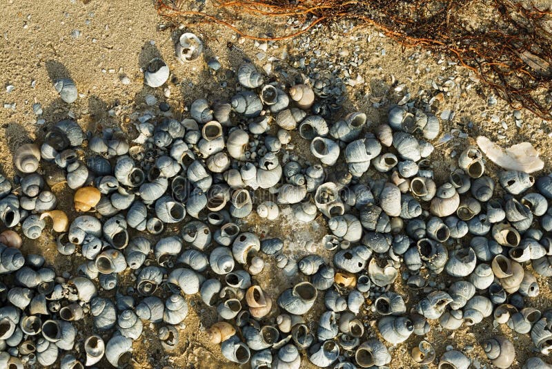 Shells on the Riverside in Winter Time. Stock Photo - Image of tropical ...