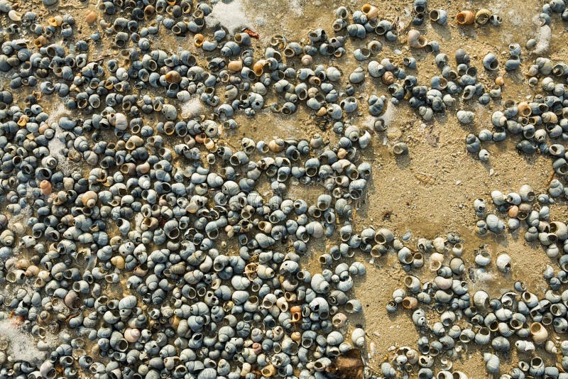 Shells on the Riverside in Winter Time. Stock Image - Image of dune ...
