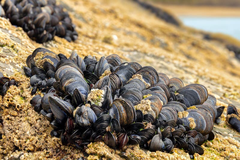 Shells on a Rock on the Atlantic Coast Stock Photo - Image of healthy ...