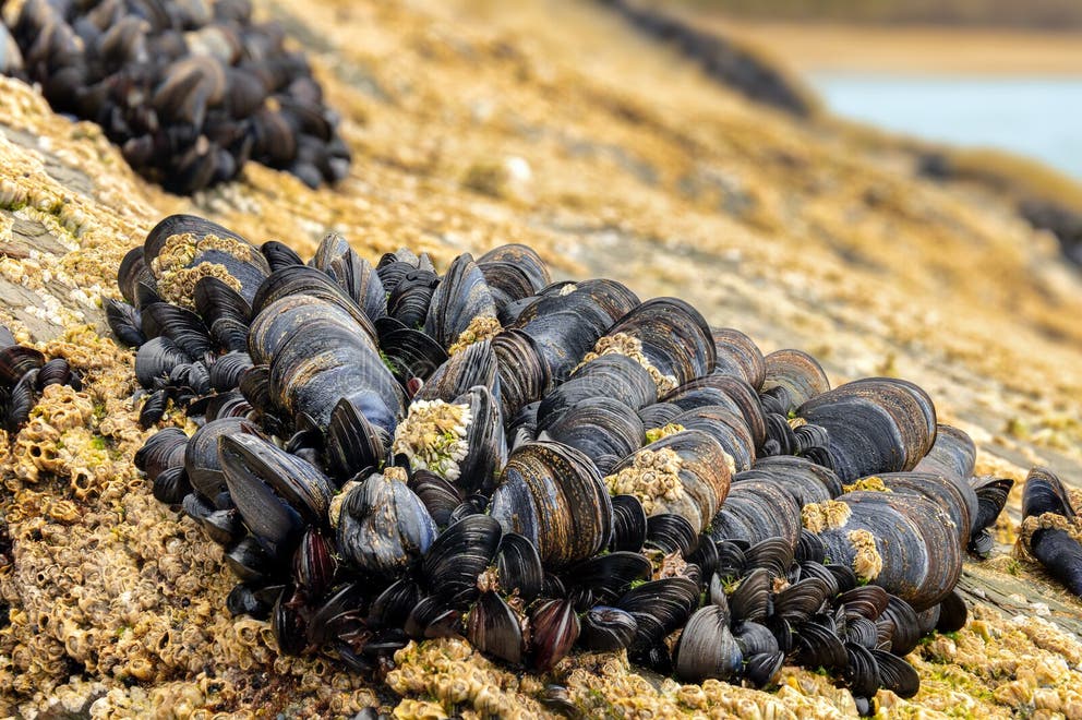 Shells on a Rock on the Atlantic Coast Stock Photo - Image of healthy ...