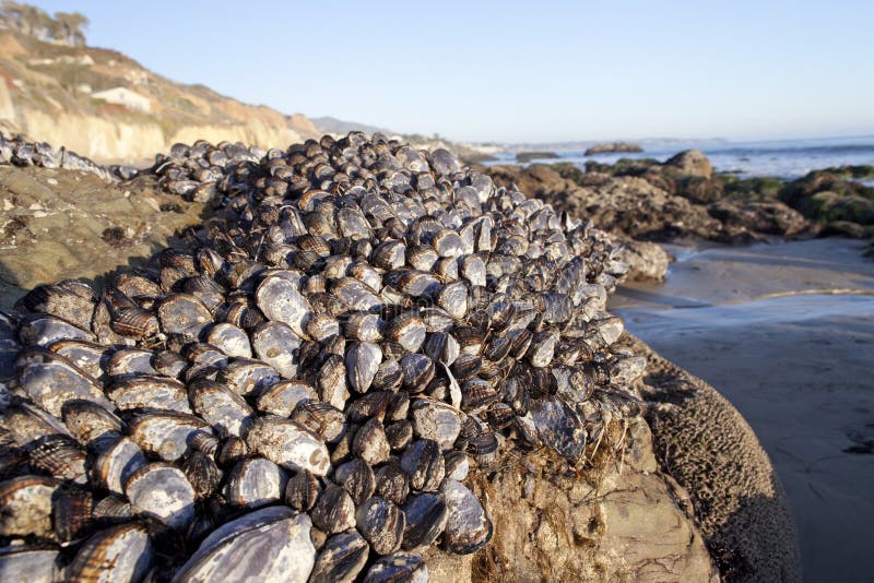 Sea Shells On The Pacific Coast, California Stock Photo - Image of ...