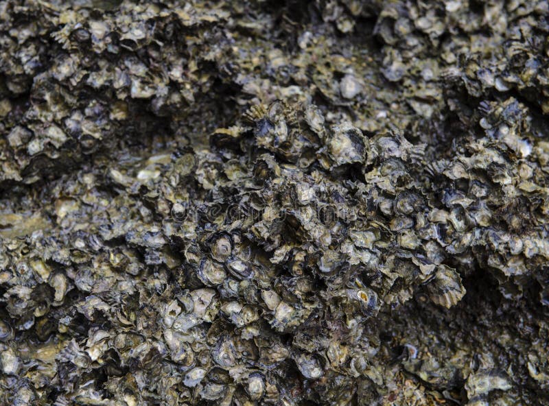 Shells on rock stock photo. Image of large, rock, backgrounds - 46037998