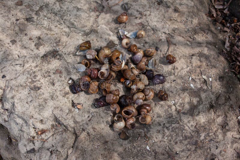 Shells on the rock stock photo. Image of macro, shellfish - 117201436