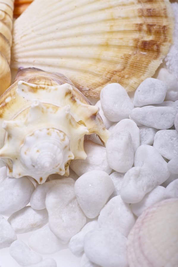 Shells and Rocks stock image. Image of water, shell, bathroom - 25957055