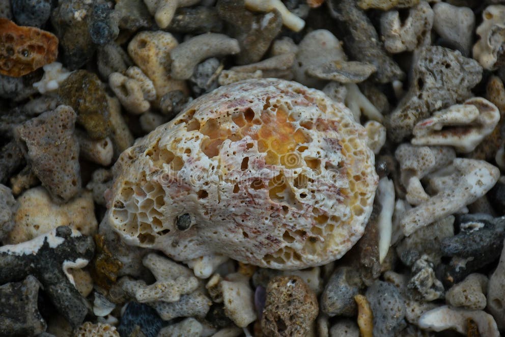 Shells and rocks stock image. Image of shells, snails - 225140543