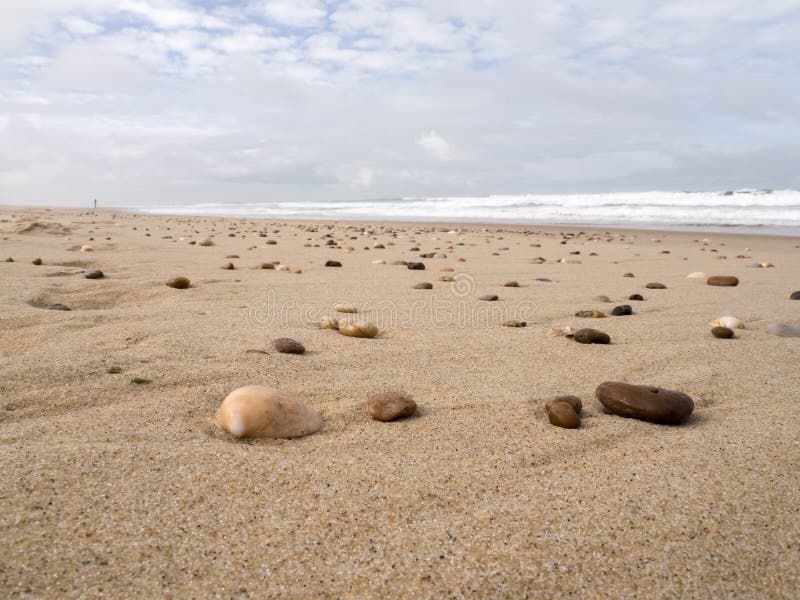 Shells and Rocks on the Beach at Low Tide Stock Image - Image of ...