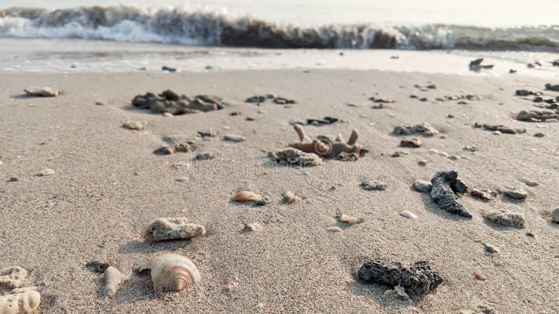 Shells, Rocks on the Beach Sand with Waves in the Background. Stock ...