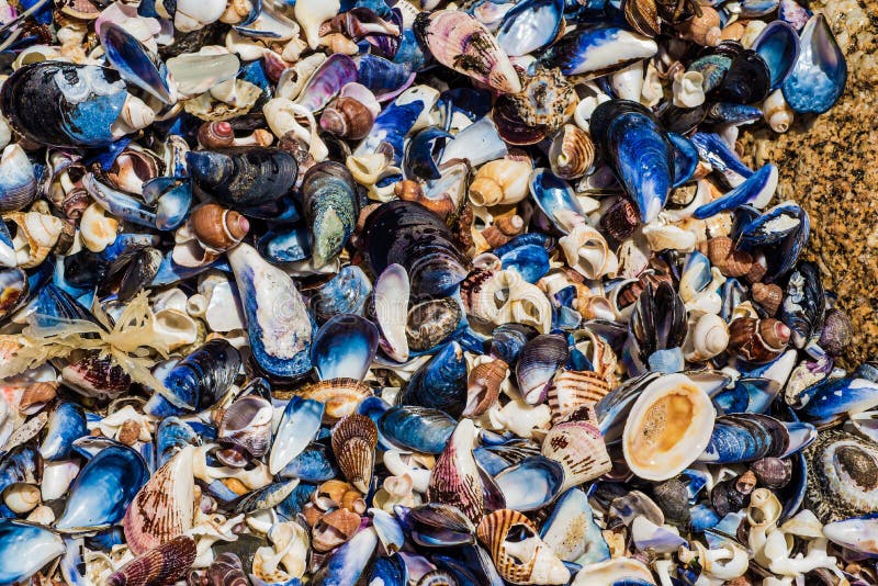 Shells on the Rocks stock image. Image of conchology - 47188771