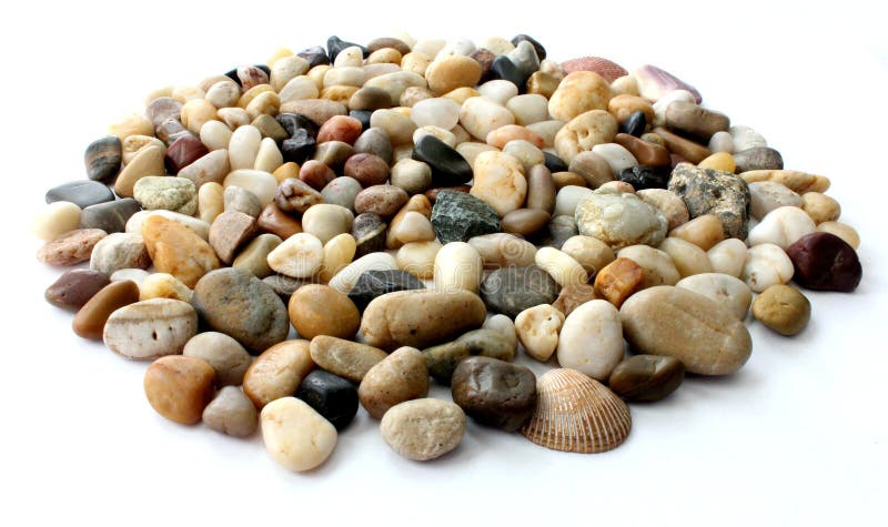 Shells and Rocks on a White Background Stock Image - Image of skeleton ...