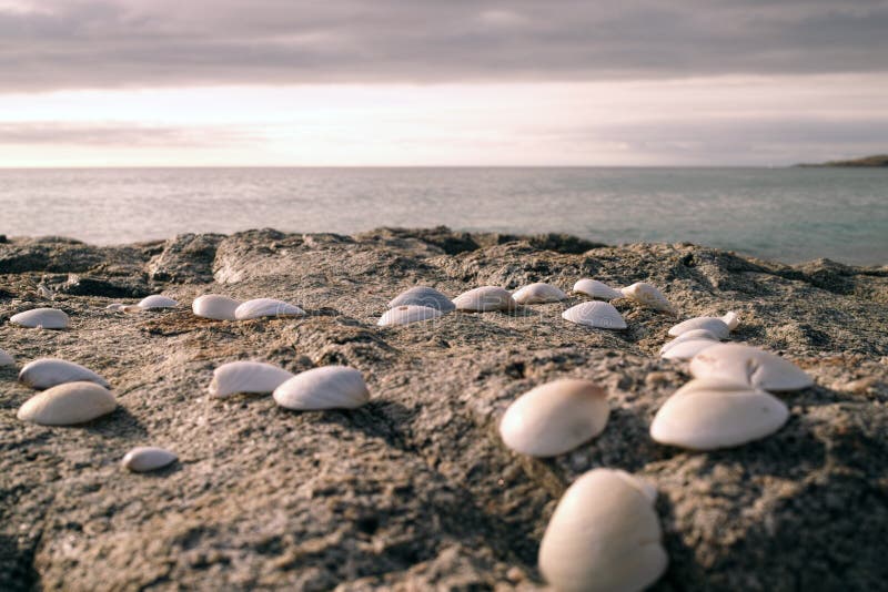 Shells on a rock beach stock photo. Image of peaceful - 52737468