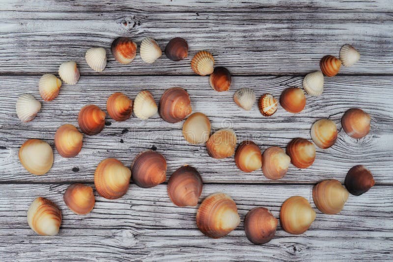 Shells on Rustic Wooden Table Top View Stock Photo - Image of marine ...