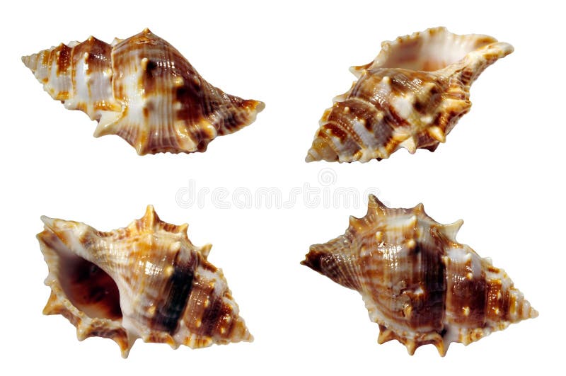 Shells samples stock image. Image of four, seashell, object - 20260151