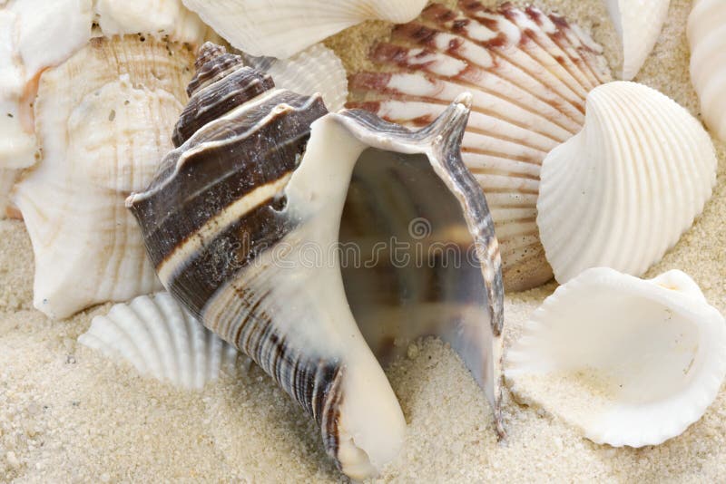 Sea Shells on the Sand Textured Background Wallpaper, Stock Photo ...