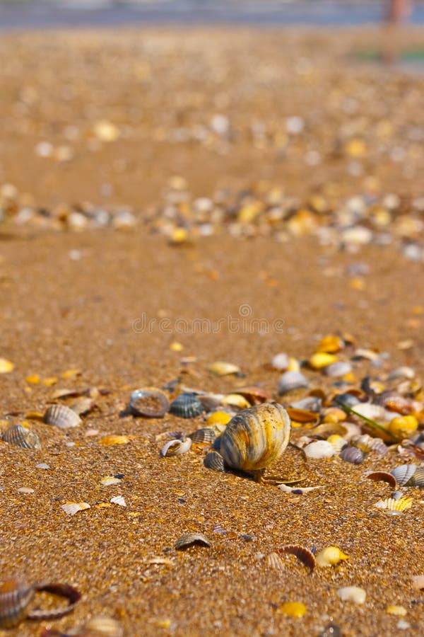 Shells in sand stock photo. Image of macro, background - 13072784