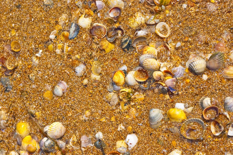 Shells in sand stock photo. Image of sunny, holiday, pattern - 13083488