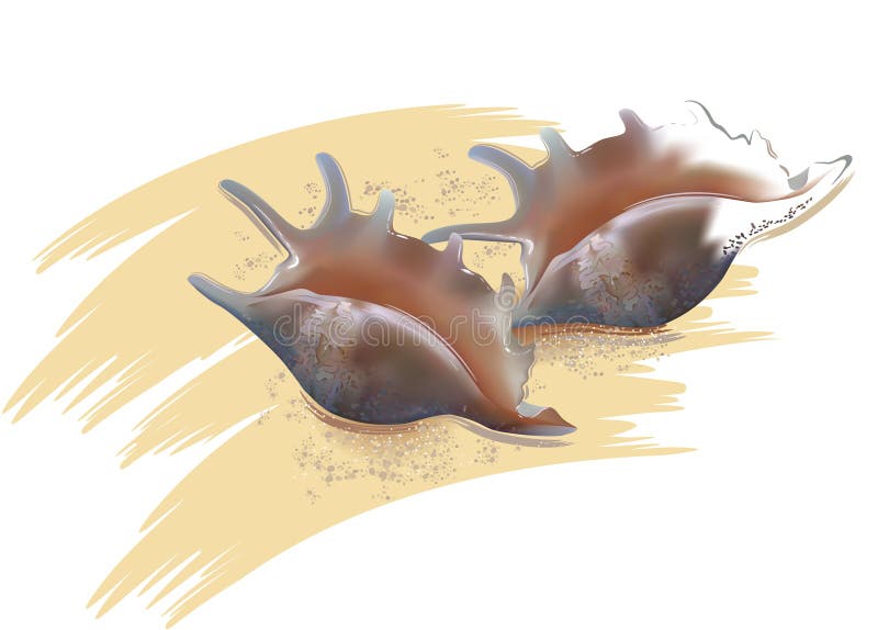 Shells in sand stock vector. Illustration of drawing - 13420112