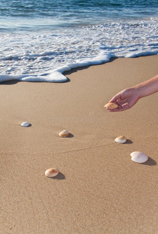 Shells in the sand stock photo. Image of beach, pretty - 15834330