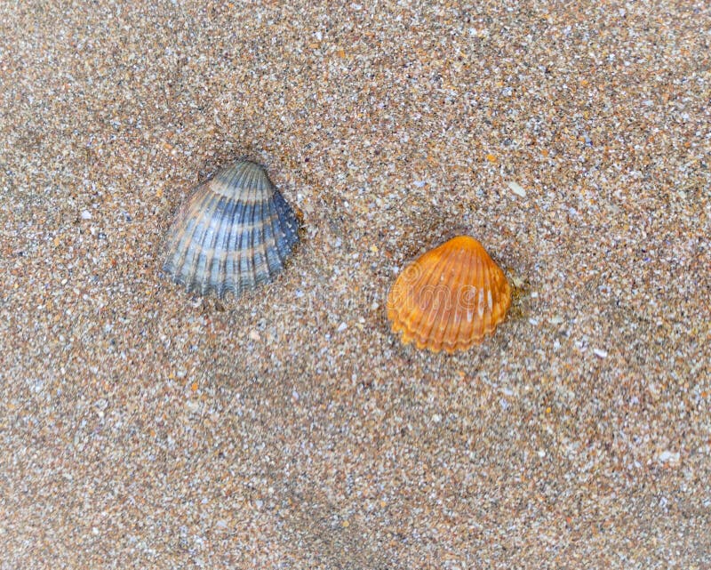 Sea Shells on the Sand Textured Background Wallpaper, Stock Image ...