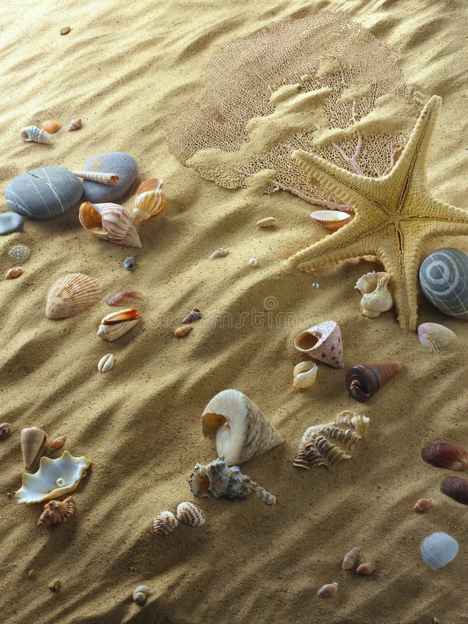 Shells on the sand stock image. Image of background, pebbles - 24787763