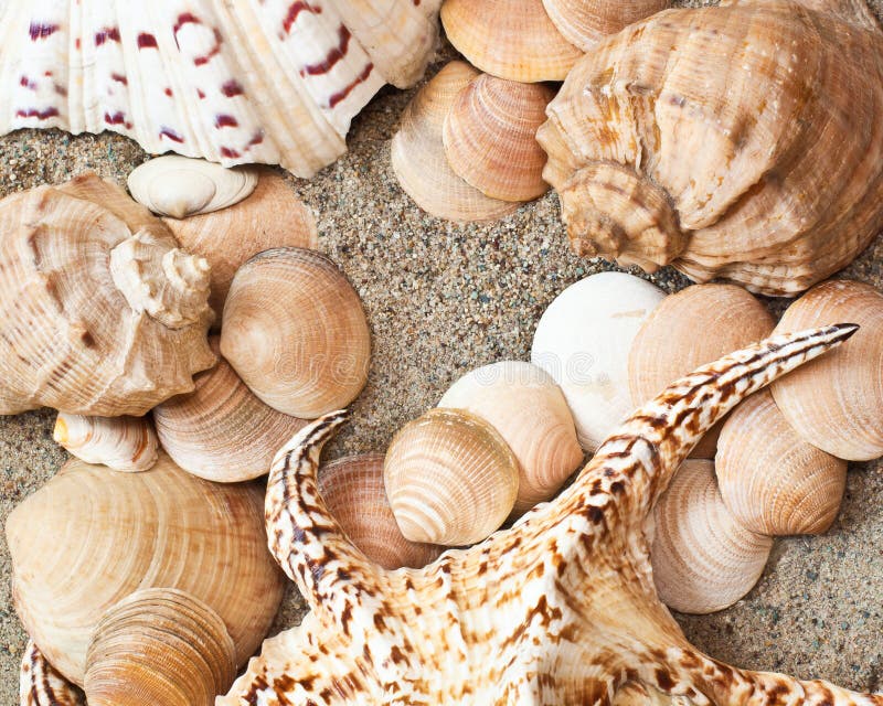 Shells on sand stock photo. Image of orange, mermaid - 25103328